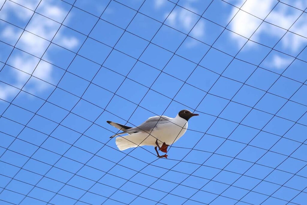 Bird Proofing Services: Prevent Damage and Health Risks - Bug Managers